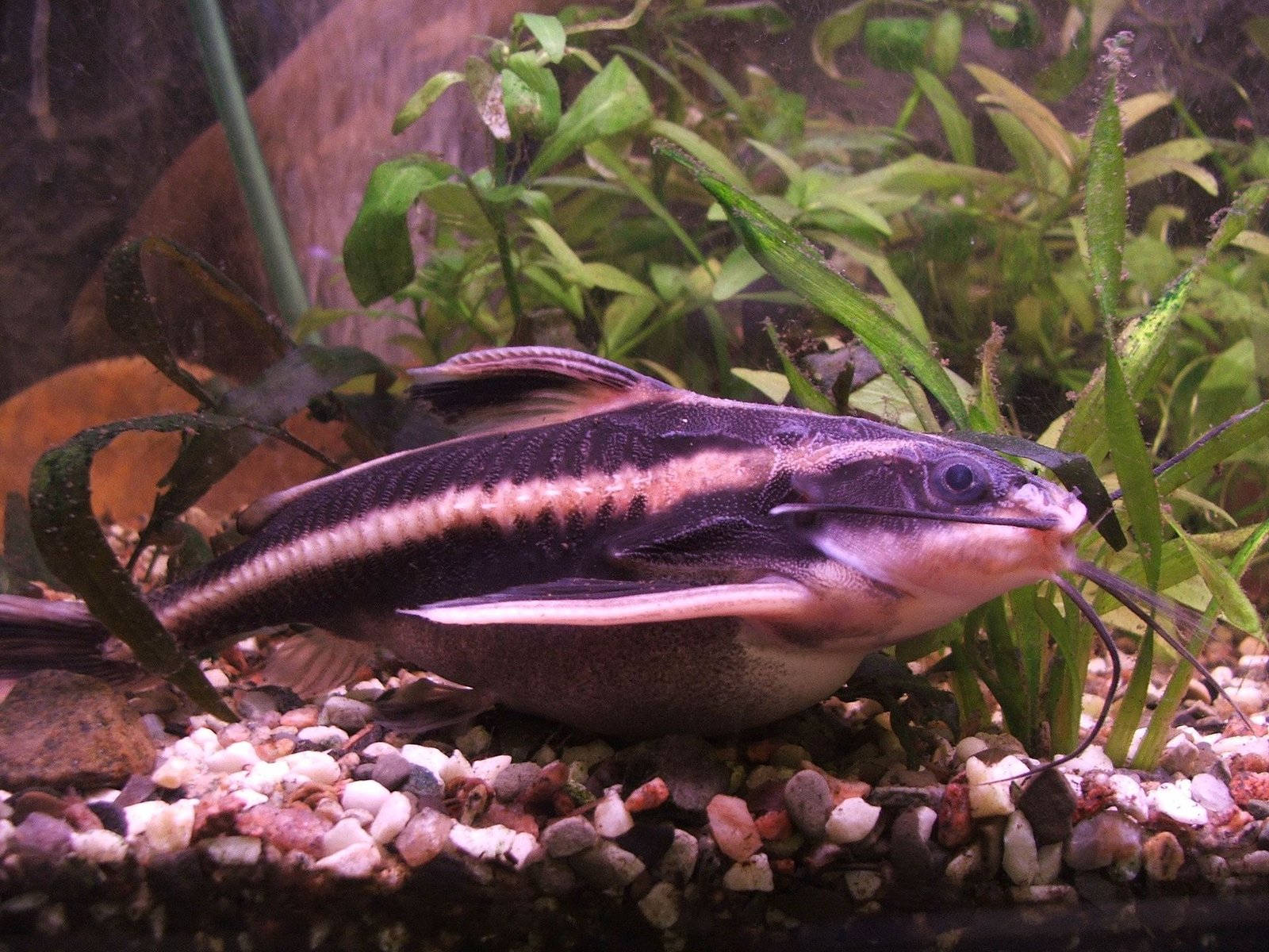41 Amazing Aquarium Catfish (& Which Ones To Avoid)