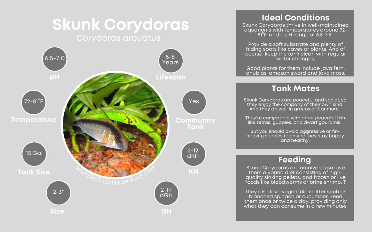 27 Types Of Corydoras With Pictures (& How To Care For Them) - Betta ...