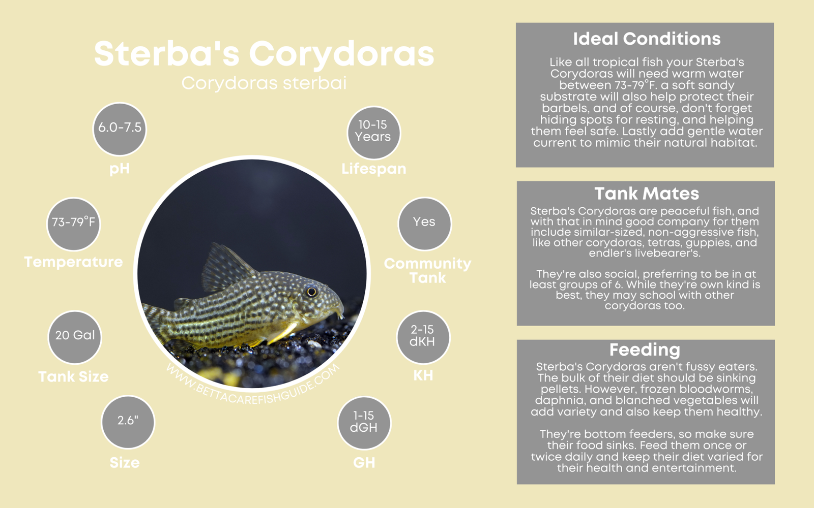 27 Types Of Corydoras With Pictures (& How To Care For Them) - Betta ...