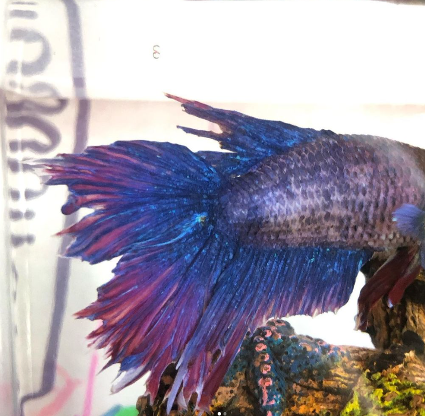 9 Reasons Your Betta Fish's Fins Look Ripped & 7 Treatments