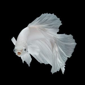 9 Reasons Your Betta Fish's Fins Look Ripped & 7 Treatments