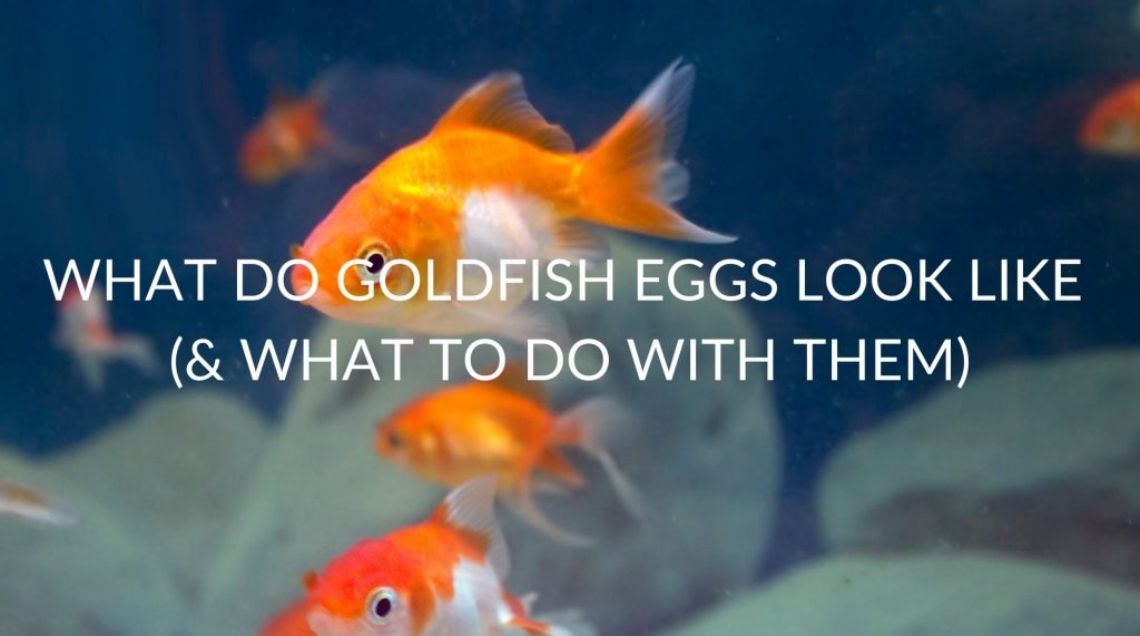 Goldfish Care - Betta Care Fish Guide