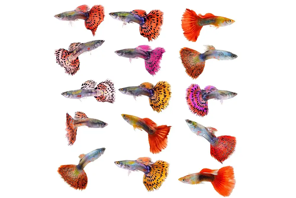 39 Different Guppy Types And What They Look Like 