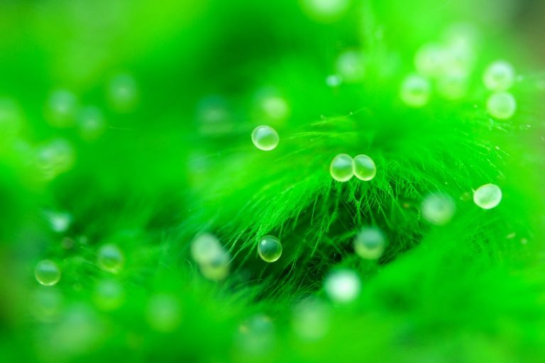 What Do Goldfish Eggs Look Like (& What To Do With Them) - Betta Care ...