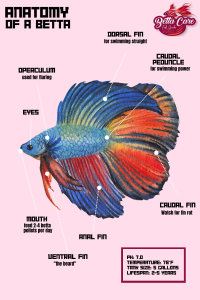 Betta Anatomy (Find Out How Amazing These Fish Are!)