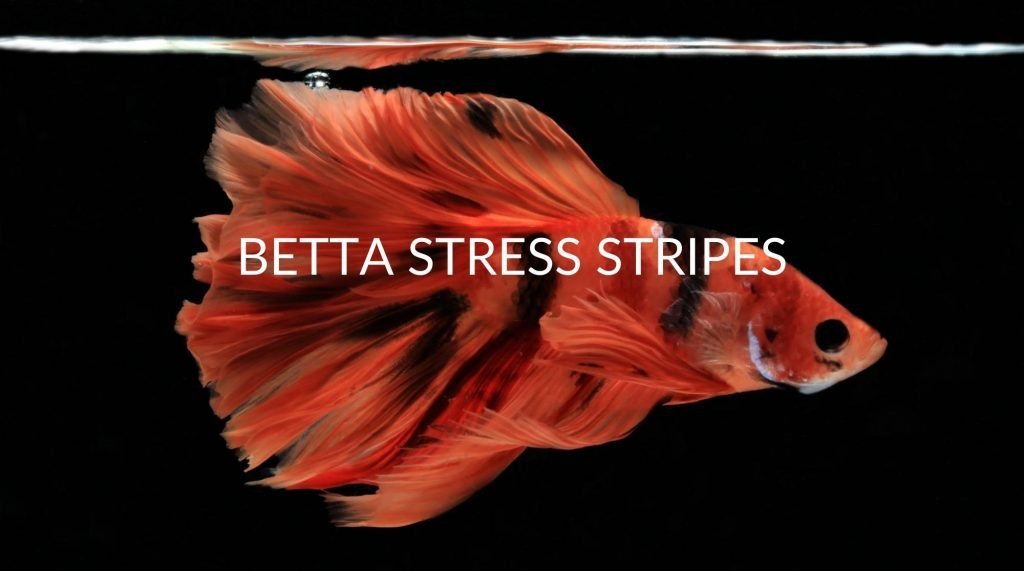 9 Causes Of Betta Stress Stripes (& What To Do)