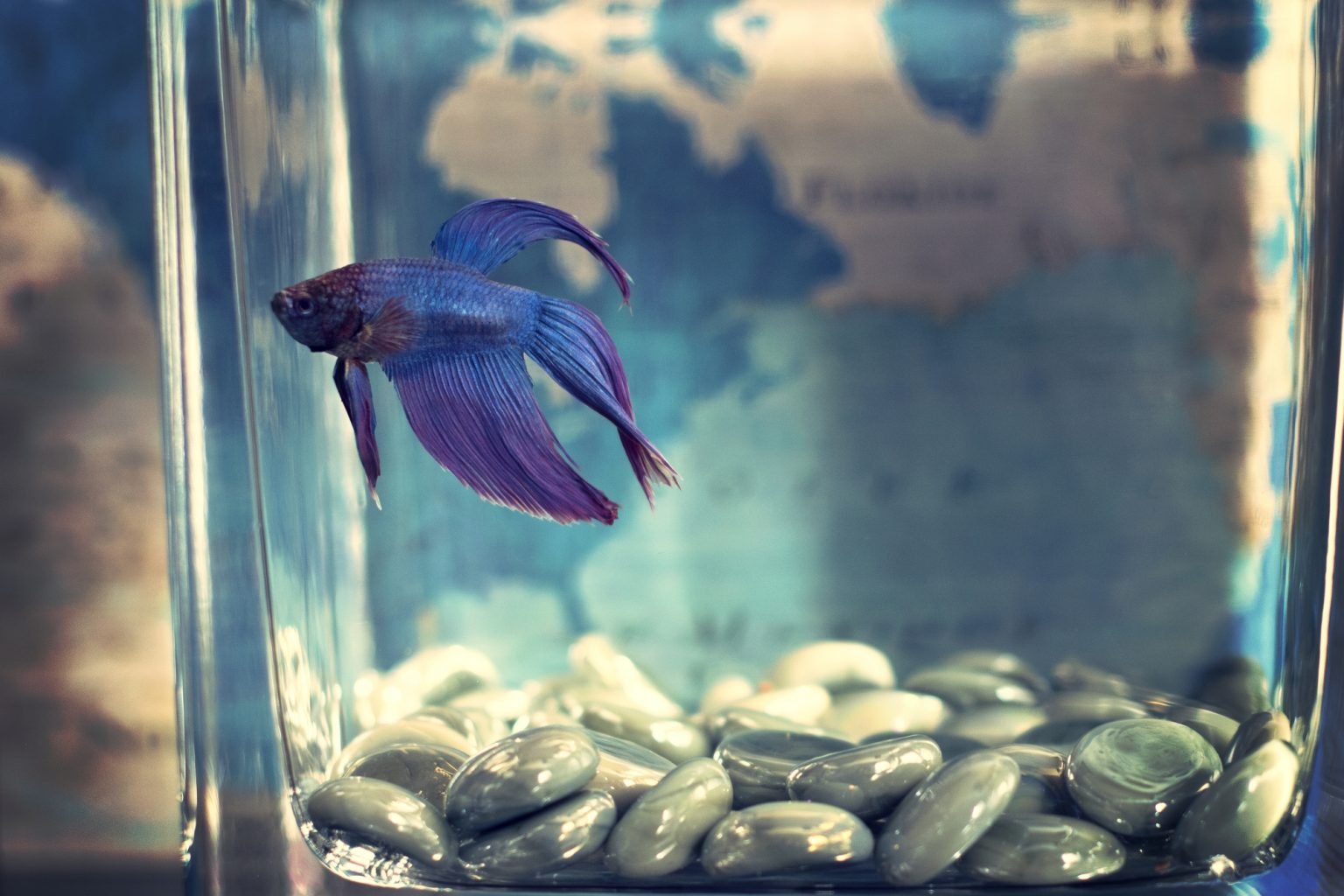 Betta Fish Light - On Or Off At Night?