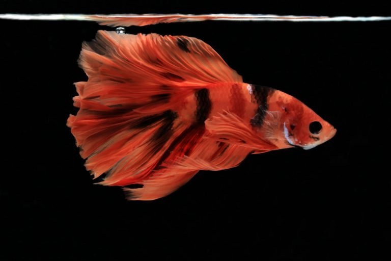9 Causes Of Betta Stress Stripes (& What To Do)
