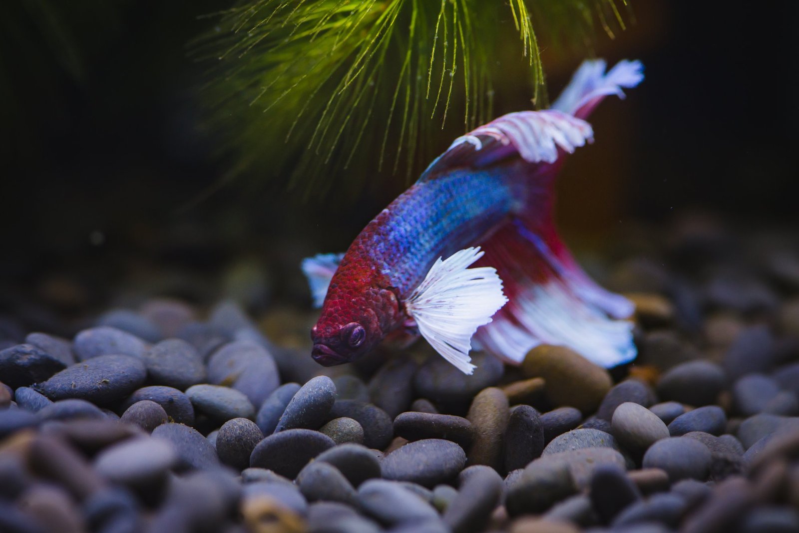 8 Reasons Your Betta Has Clamped Fins (& What To Do)