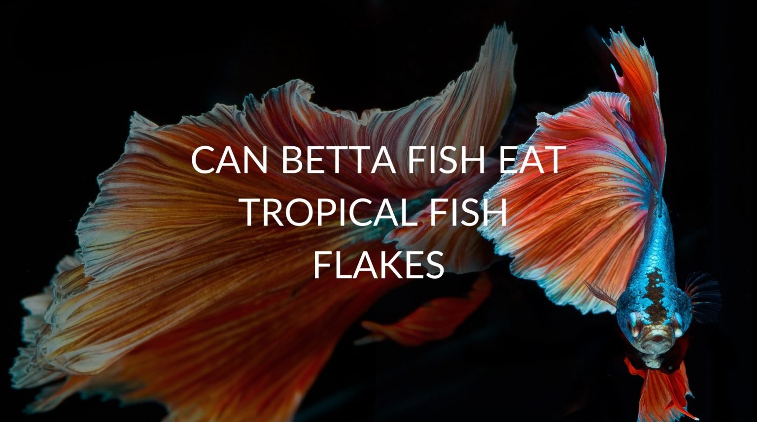 Can Betta Fish Eat Tropical Fish Flakes