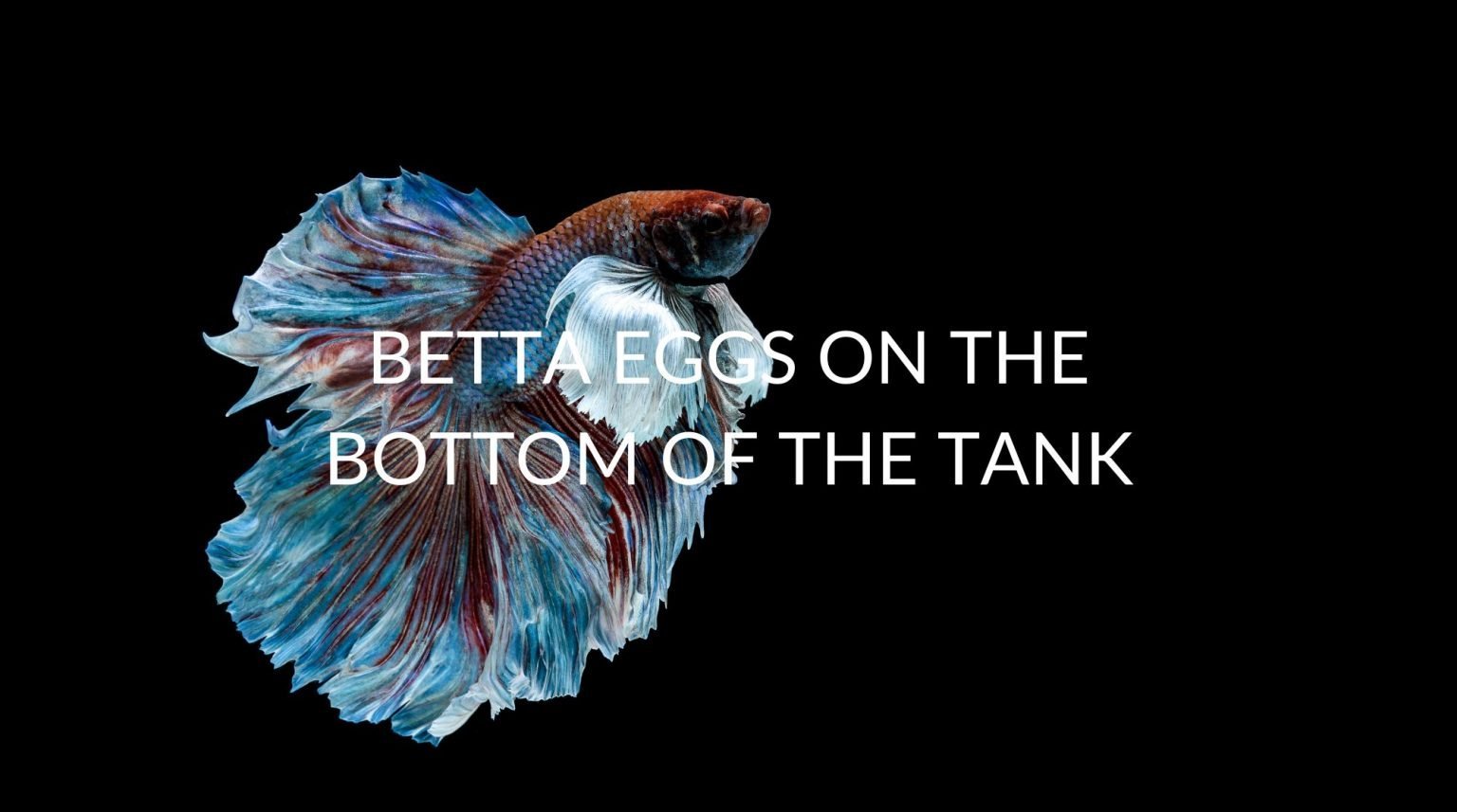 Betta fish are a popular type of freshwater aquarium fish. They are ...