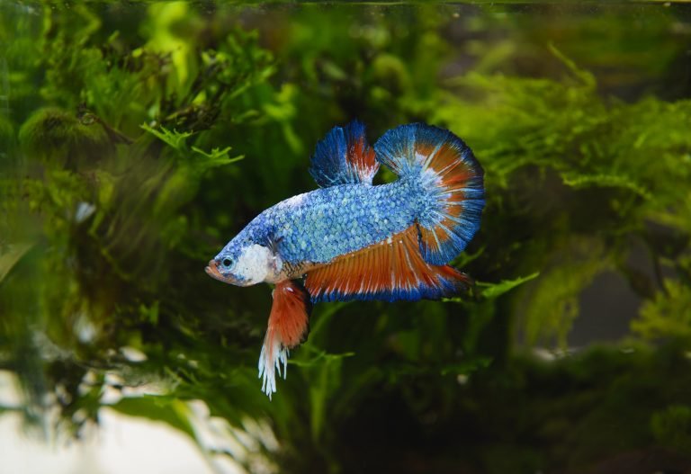 How To Clean A Betta Fish Tank & How To Go Longer Without Doing It