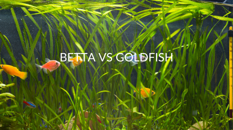 Betta fish are majestical, especially when it comes to male bettas as ...