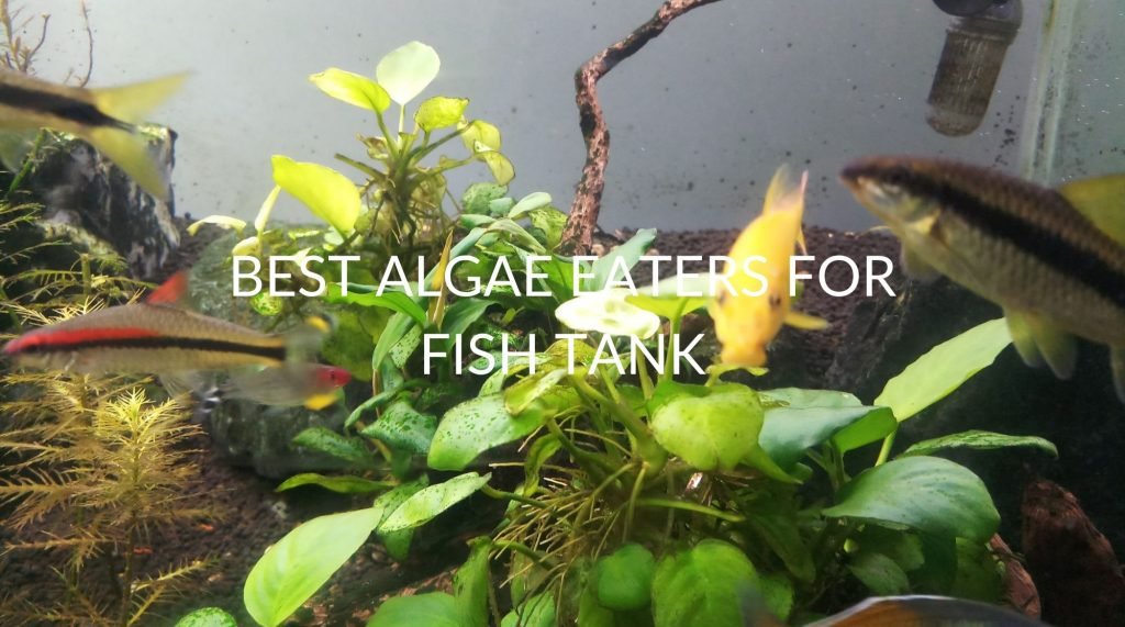 Algae Eaters For Your Fish Tank: Top 29 With Care Guides
