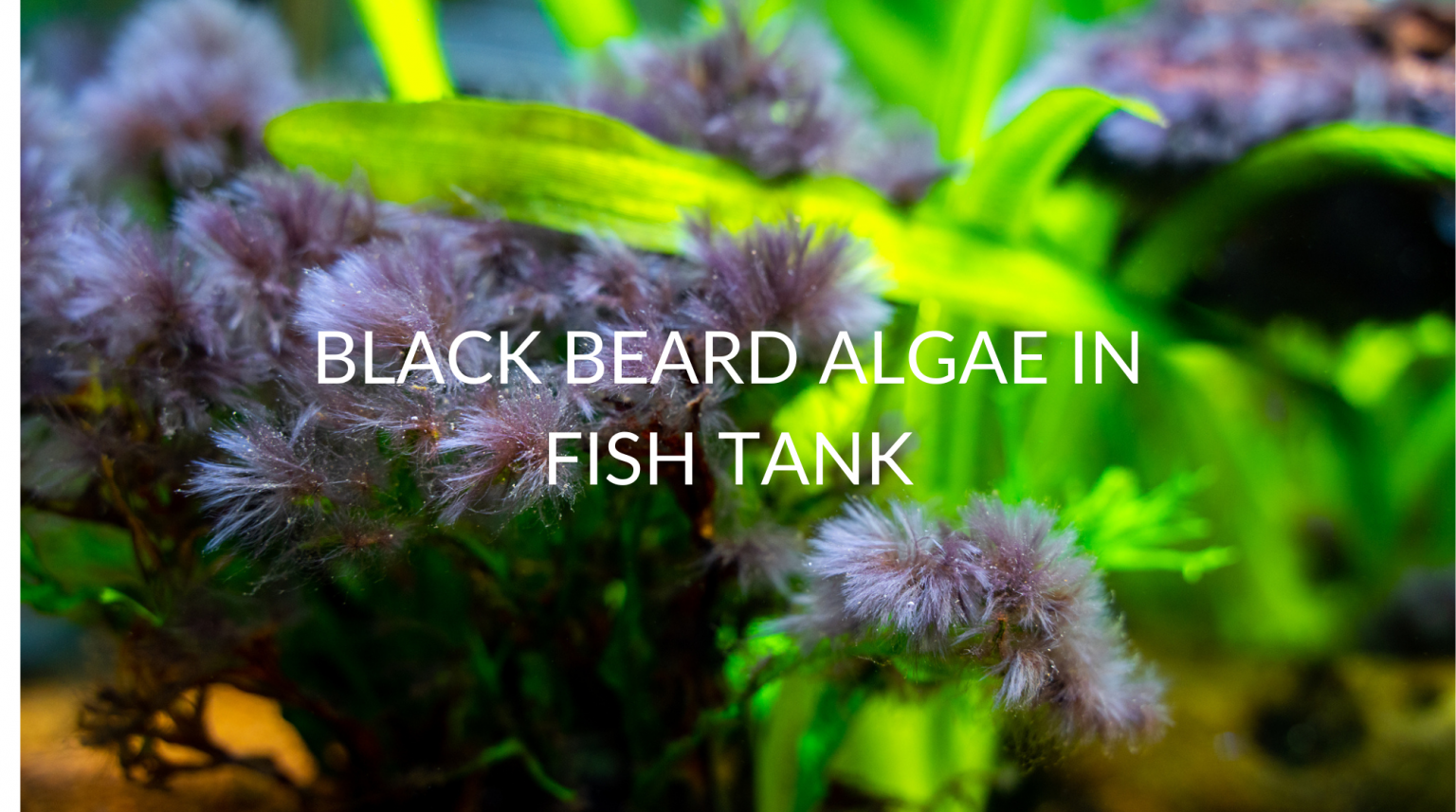 6 Causes Of Black Algae In Fish Tanks (& What To Do)