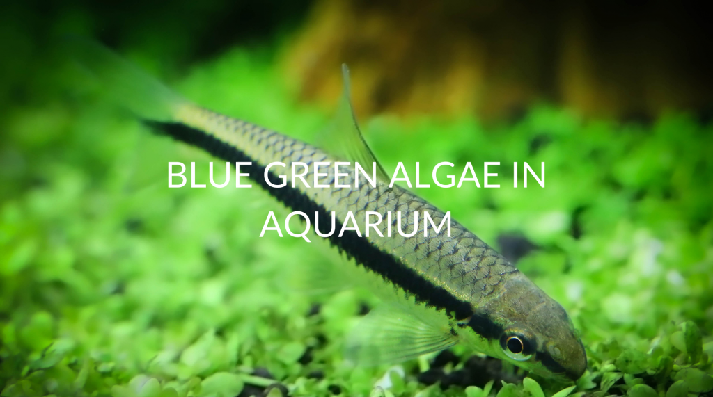 7 Steps To Removing Blue Green Algae From Your Aquarium - Betta Care ...