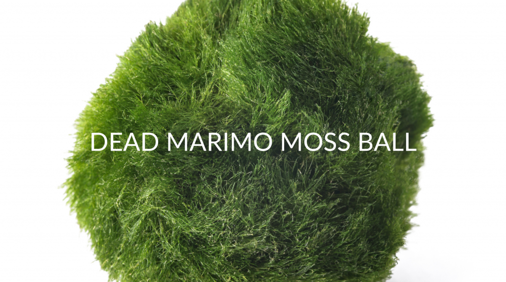 Marimo Moss Balls For Fish Tanks - Betta Care Fish Guide