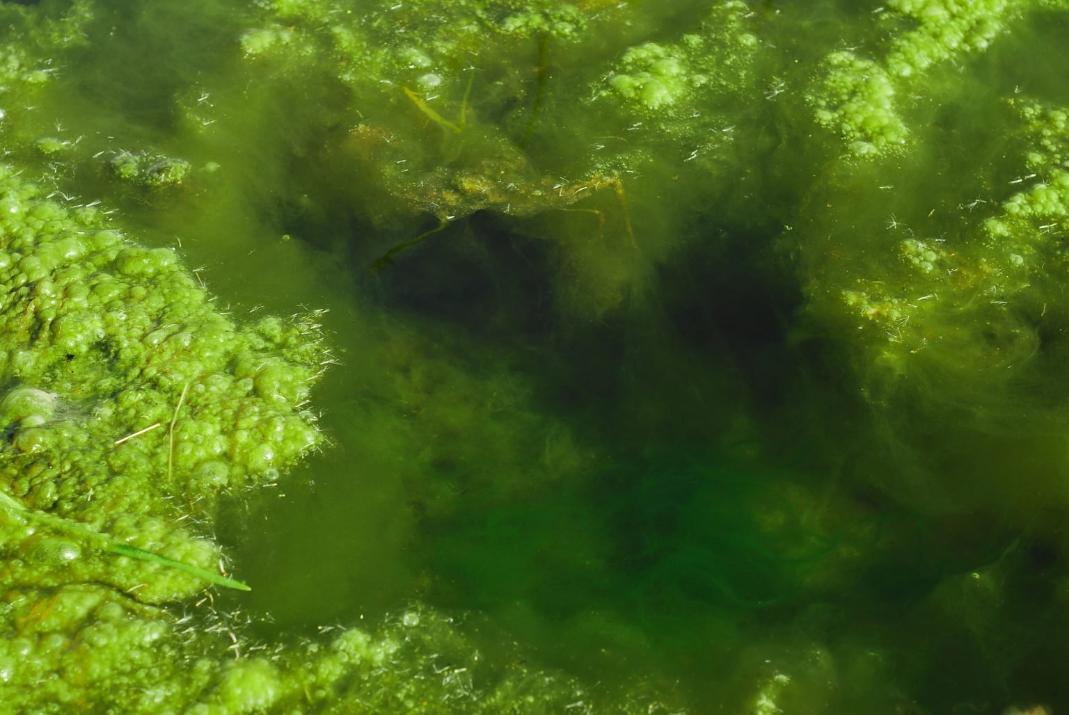 5 Causes Of White Algae In Fish Tanks (& How To Get Rid Of It)