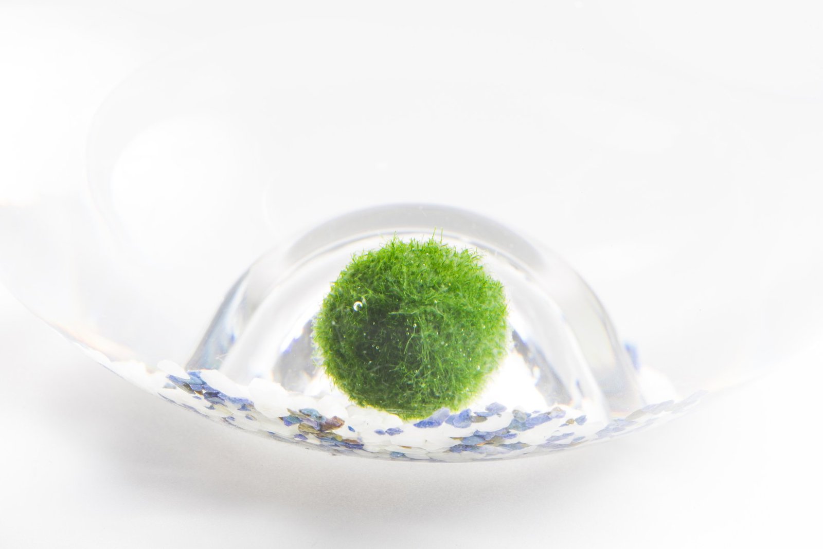 Why Your Marimo Moss Ball Is Changing Color & 8 Quick Fixes!