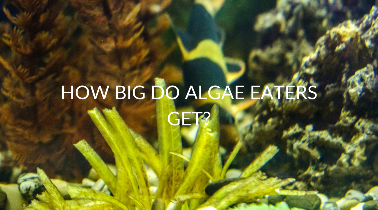 How Big Do Algae Eaters Get? (& What Tank Is Best)