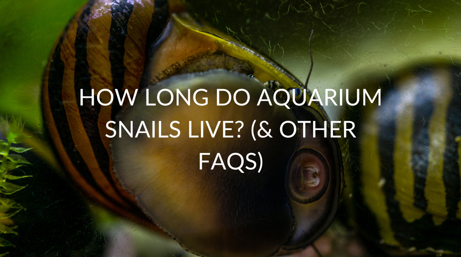 How Long Do Aquarium Snails Live? (& Other FAQs)