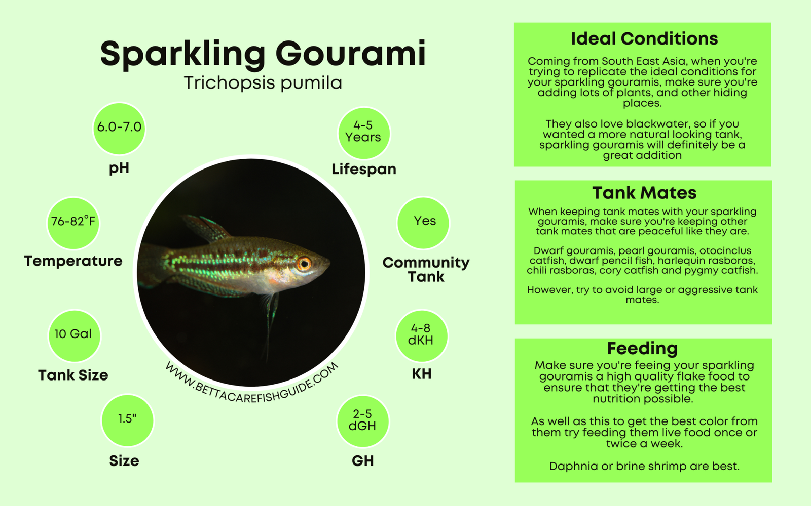 The 63 Most Colorful Freshwater Fish: Are They For You?
