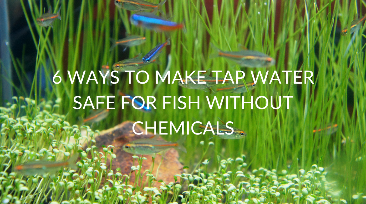 6 Ways To Make Tap Water Safe For Fish Without Chemicals