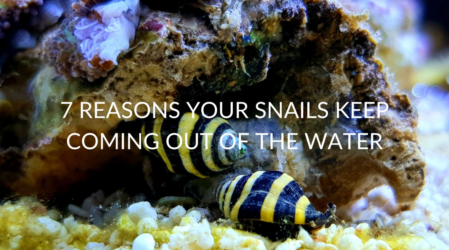 Is Your Mystery Snail Dead Or Dying: 6 Ways To Tell