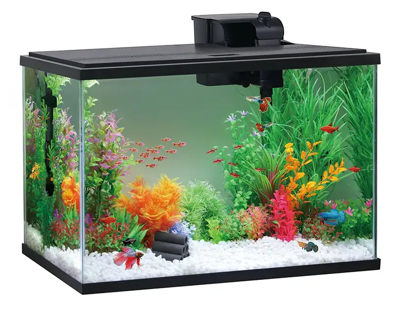 Best 30 Gallon Fish Tank
