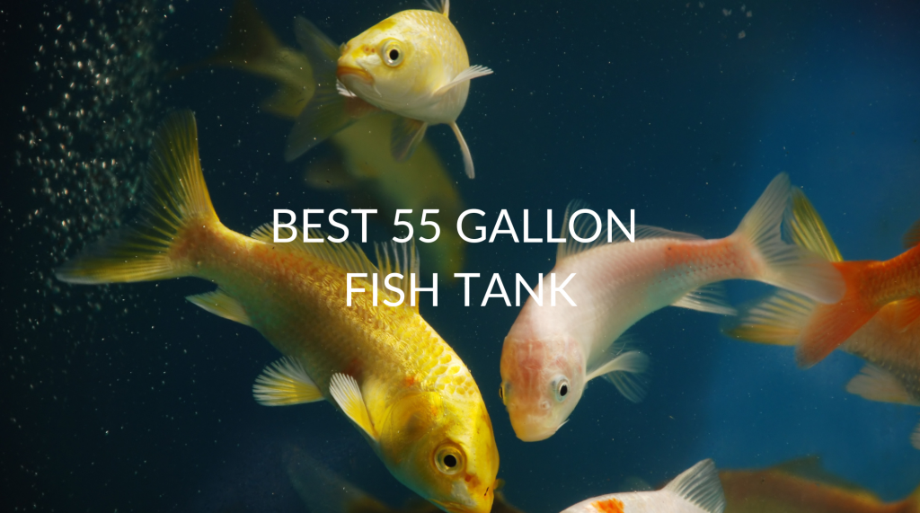 Best 55 Gallon Fish Tank