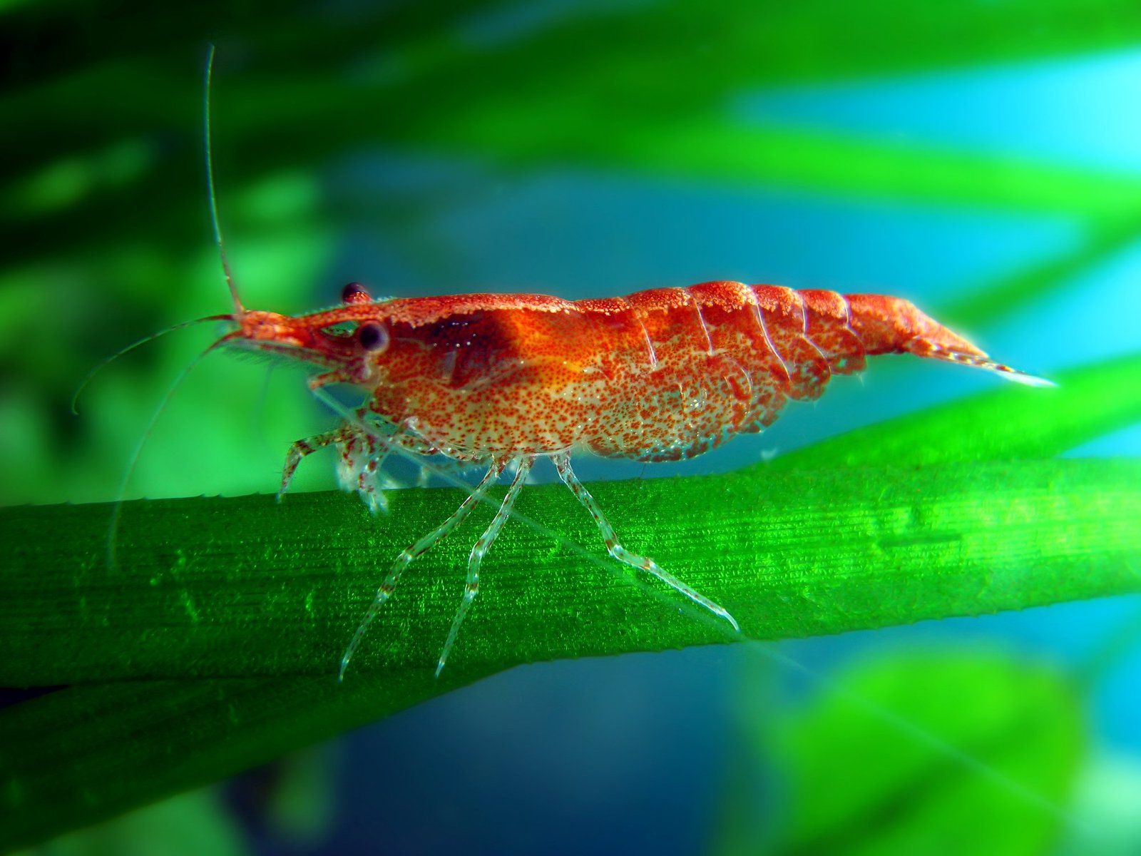 10 Foods Shrimp Love To Eat How Often To Feed Them Betta Care 10-foods-shrimp-love-to-eat-how-often-to-feed-them-betta-care