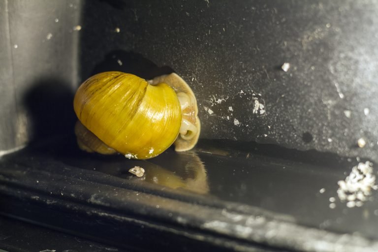 Is Your Mystery Snail Dead Or Dying: 6 Ways To Tell