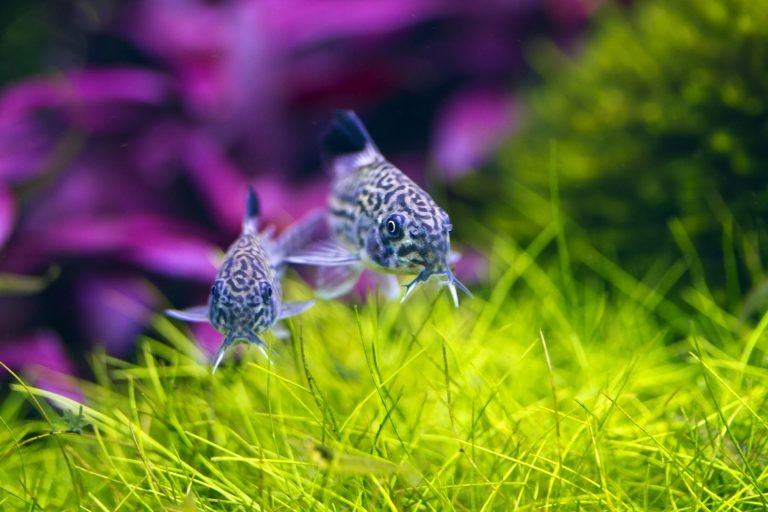 10 Types Of Pencil Fish & What They Need!