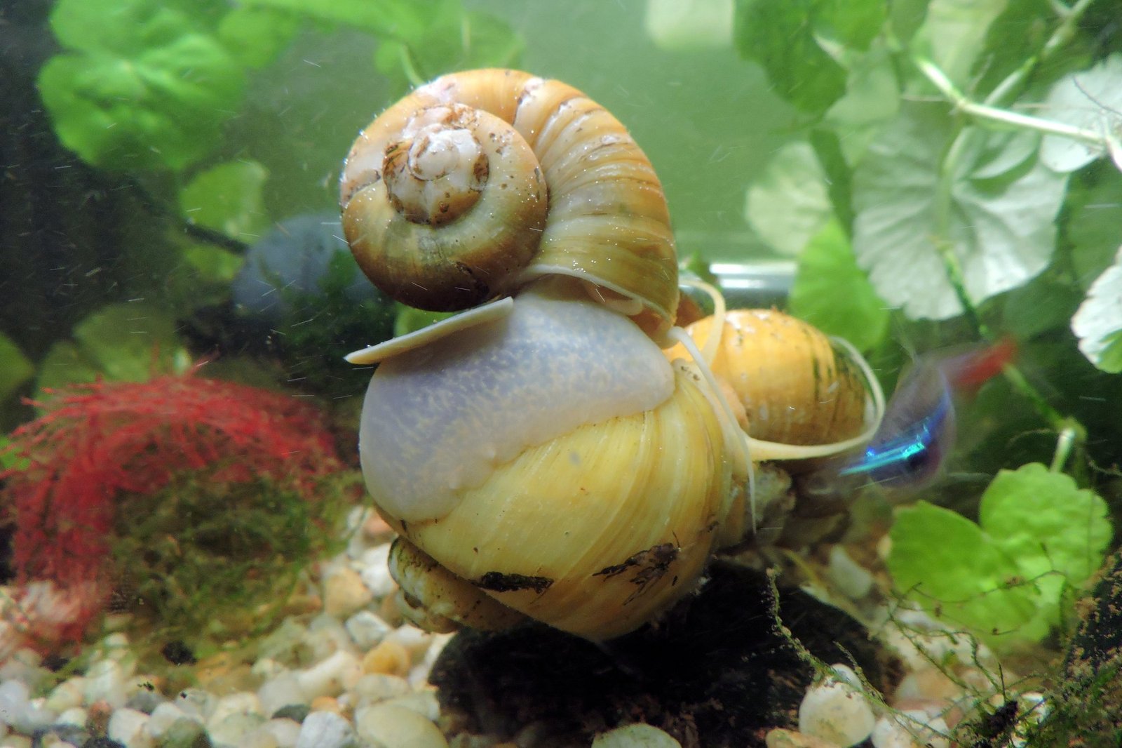 4 Ways To Fix Mystery Snail Shell Problems (& What's Causing Them ...