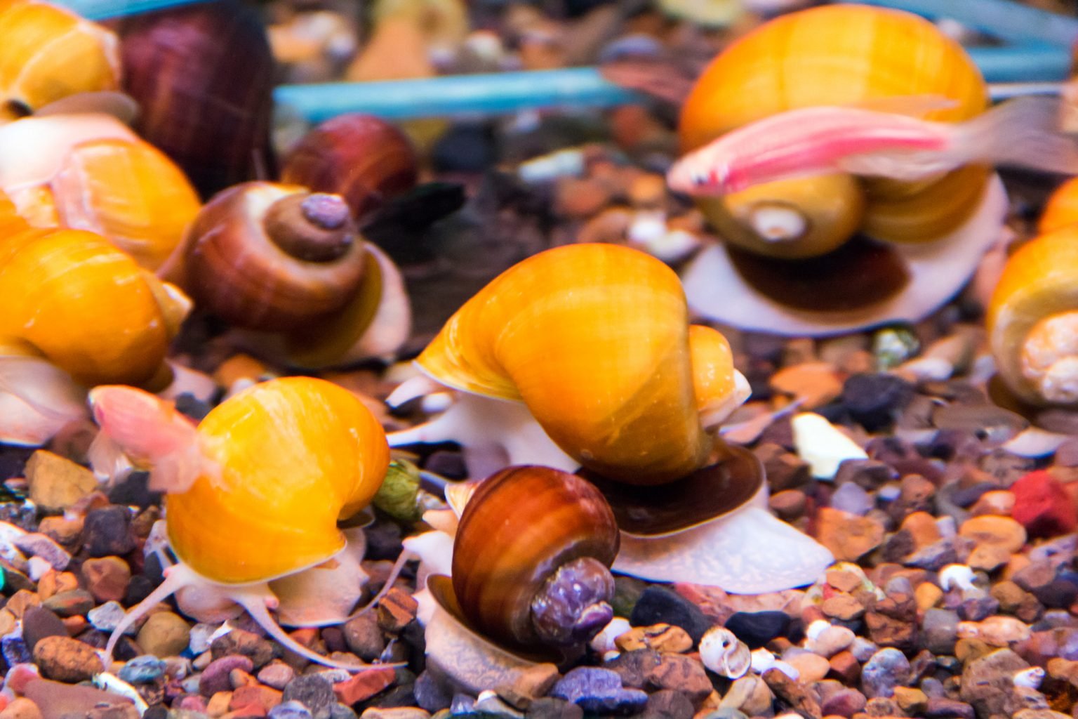 7 Reasons Your Mystery Snail Is Floating (& What To Do)