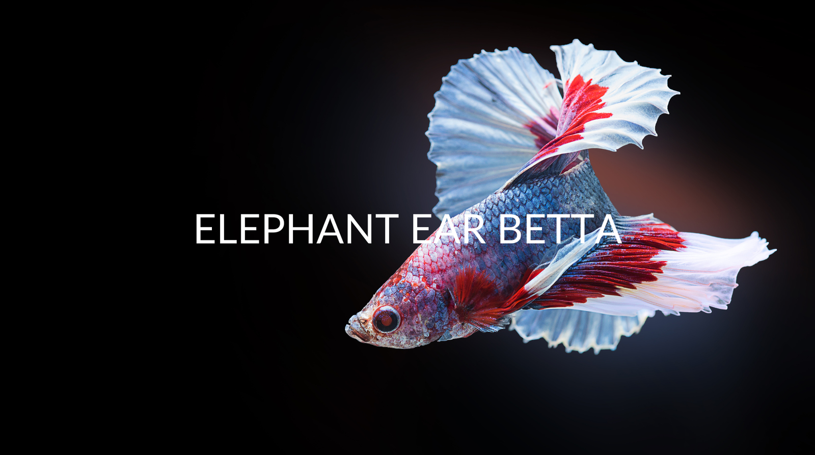 Elephant Ear Betta (Care, Requirements, Diet & More) - Betta Care Fish ...