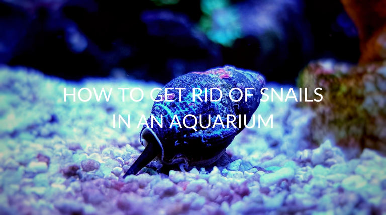10 Ways To Get Rid Of Snails In An Aquarium (& Why They're There)