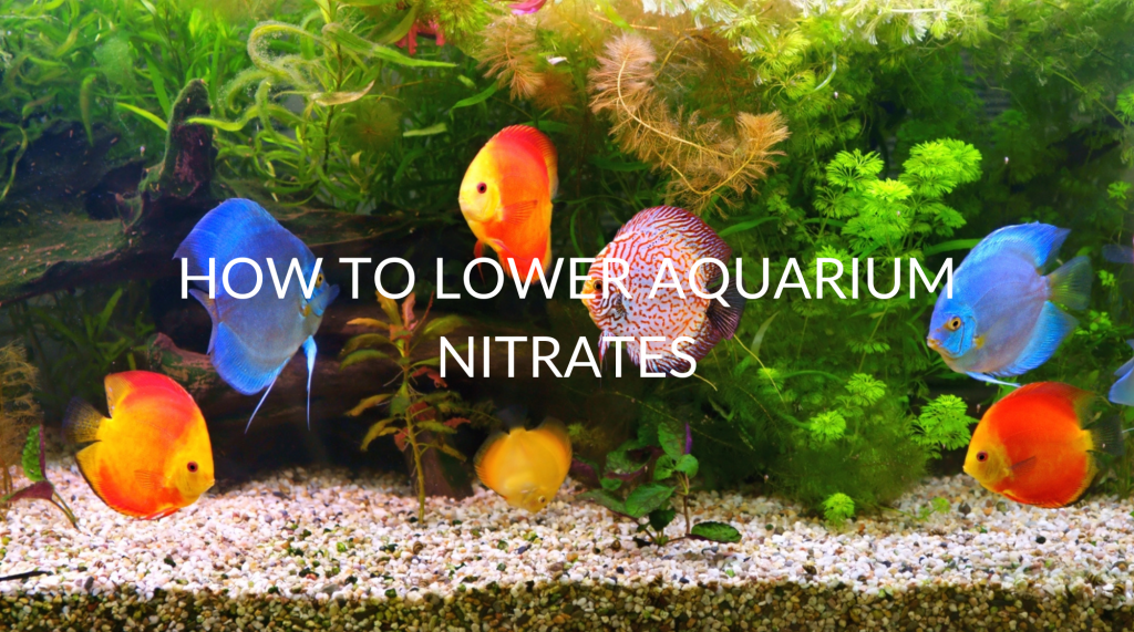 Lower No2 Levels Aquarium At JENENGE Blog Lower No2 Levels Aquarium At JENENGE Blog