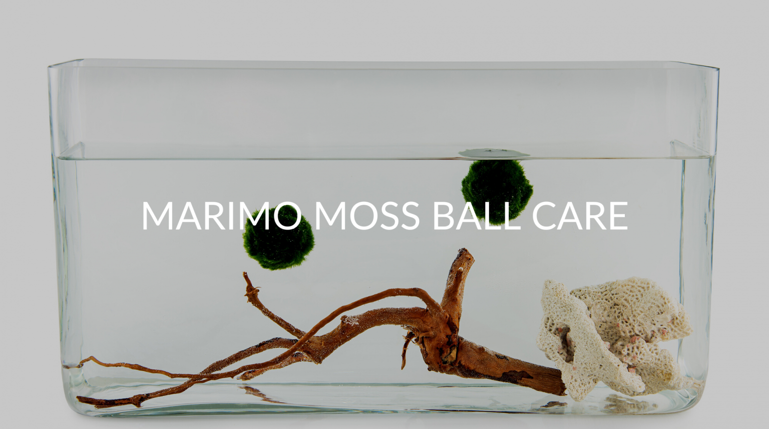 A Complete Guide On Caring For Marimo Moss Balls
