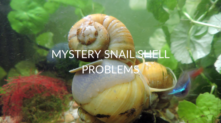 7 Reasons Your Snails Keep Coming Out Of The Water
