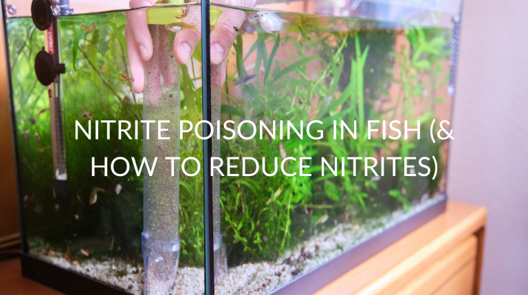 Nitrite Poisoning In Fish (& How To Reduce Nitrites)