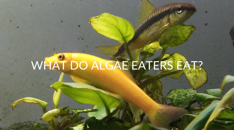 What Do Algae Eaters Eat? (& What To Feed Them)