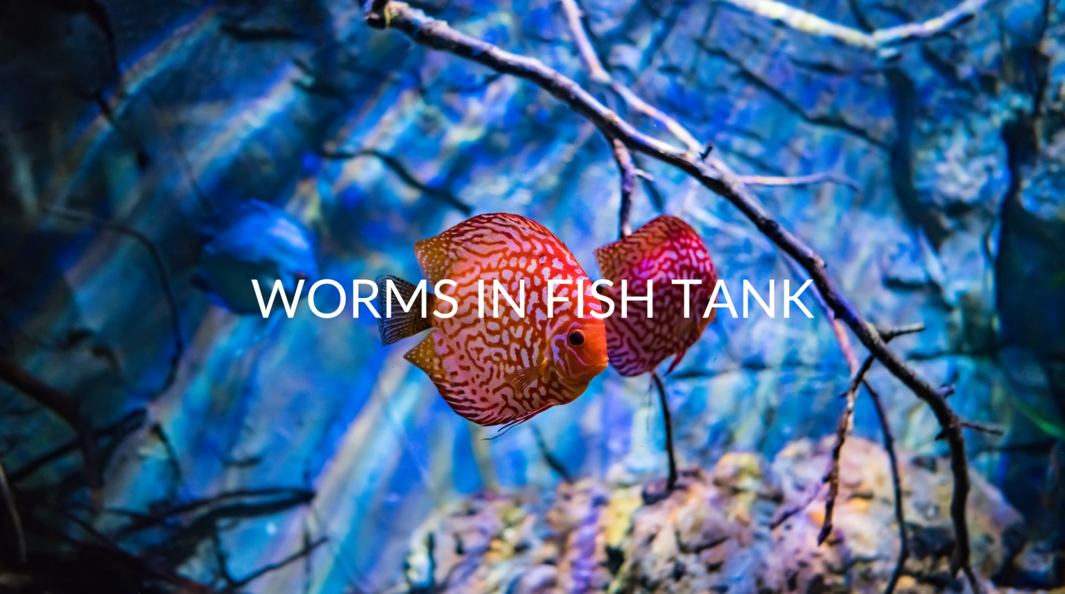 7 Worms Found In Fish Tanks (& How To Get Rid Of Them)