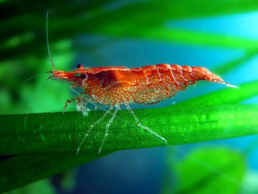 10 Foods Shrimp Love To Eat! (& How Often To Feed Them)