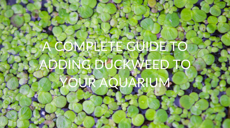 A Complete Guide To Adding Duckweed To Your Aquarium