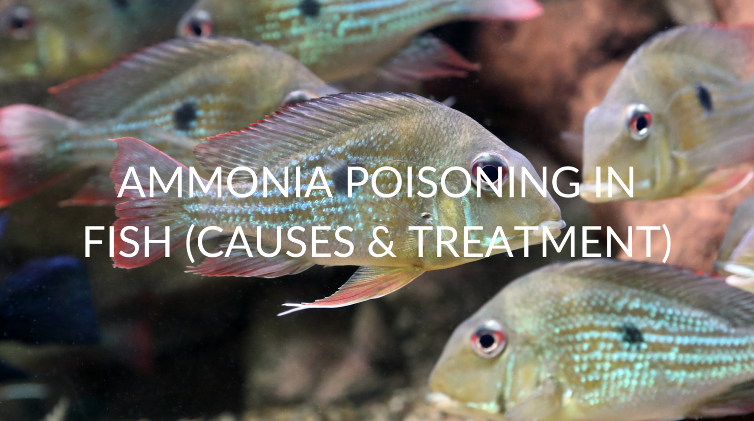 Ammonia Poisoning In Fish (Causes & Treatment)