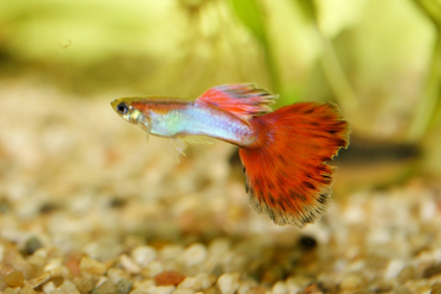 7 Reasons Your Fish Is Swimming Sideways (& What To Do)