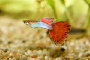 28 Types Of Killifish (& How To Care For Them!)