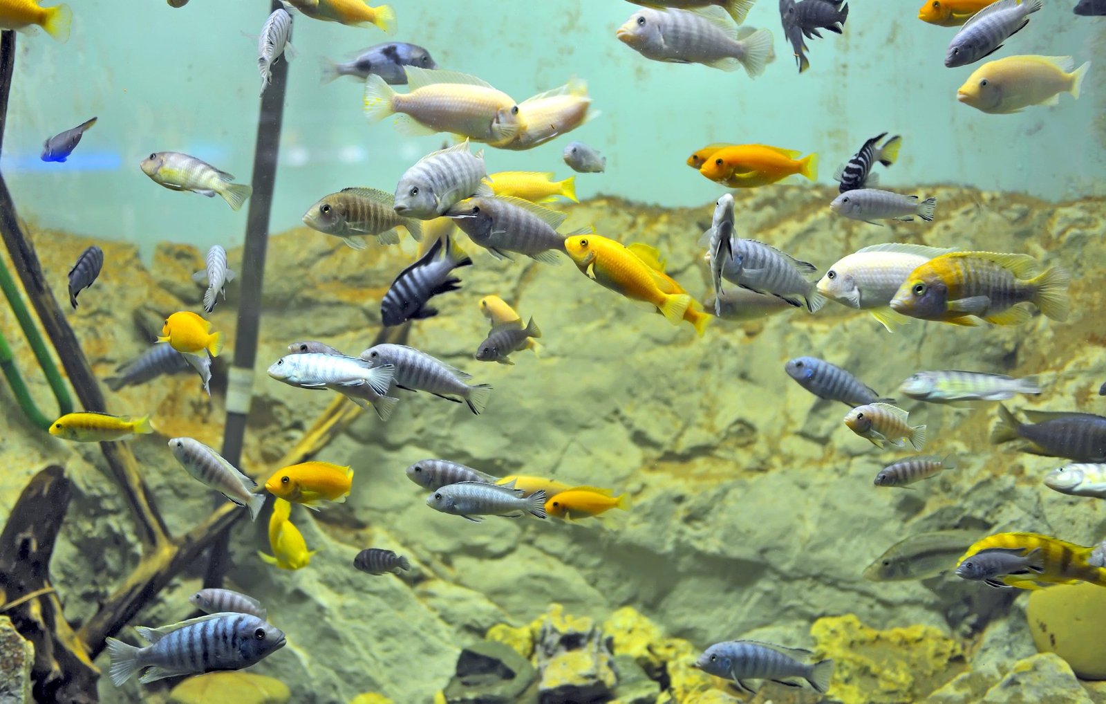 How To Use Aquarium Salt For Sick Fish