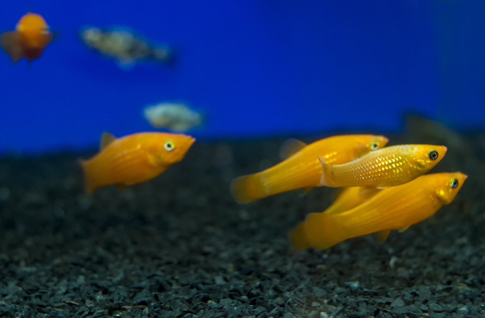 7 Ways To Remove White Worms From Your Fish Tank (& What They Are)